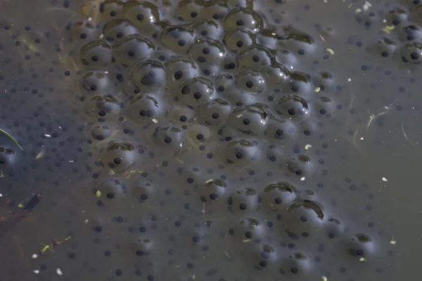 Larvas de rana Stock Photos, Royalty Free Larvas de rana Images ...