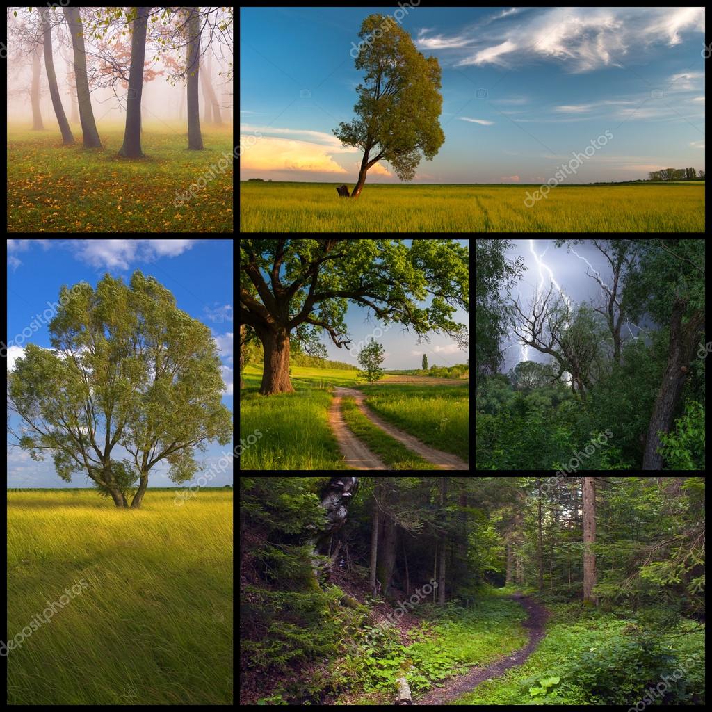 Nature collage representing trees and forest in summer, spring — Stock ...