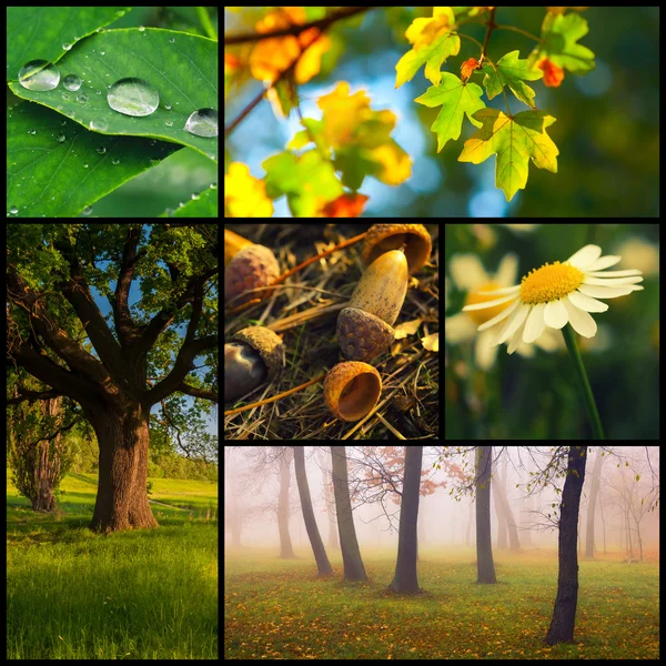 Nature collage representing trees and forest in summer, spring — Stock ...