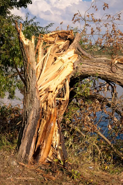 Broken tree Stock Photos, Royalty Free Broken tree Images | Depositphotos