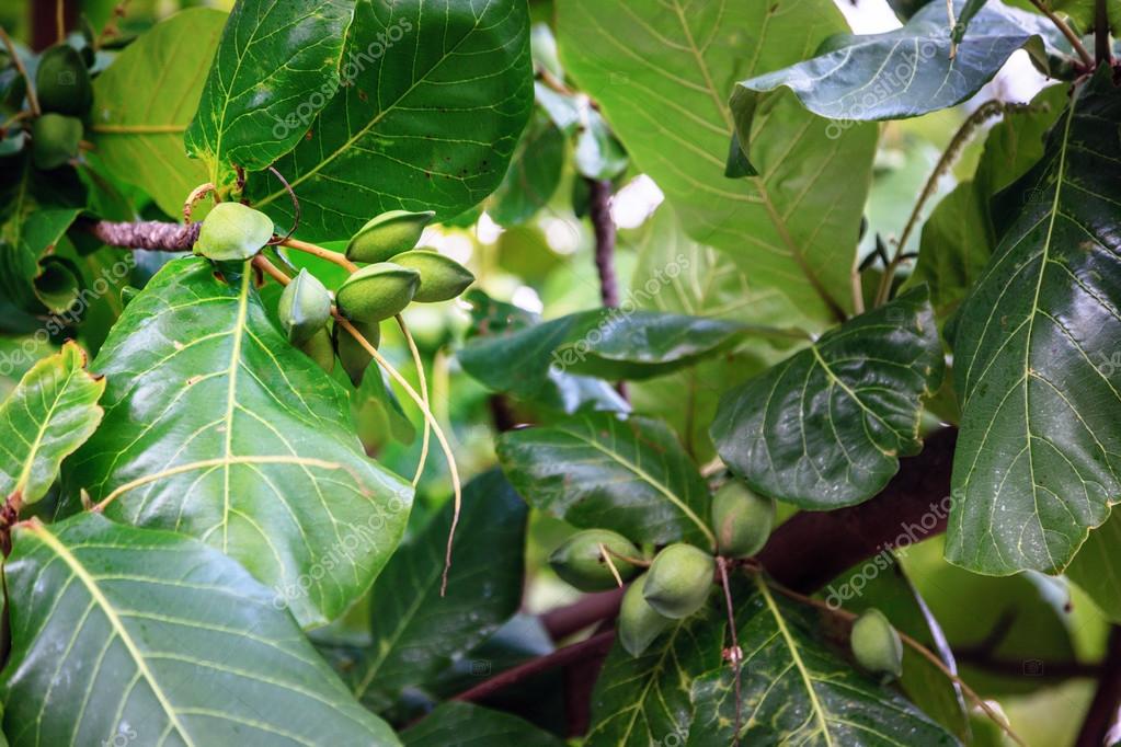 Green almonds on a tree brunch — Stock Photo © alexeys #80735994