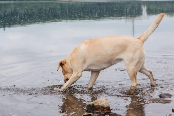 Wet labrador retriever chien images libres de droit, photos de Wet ...