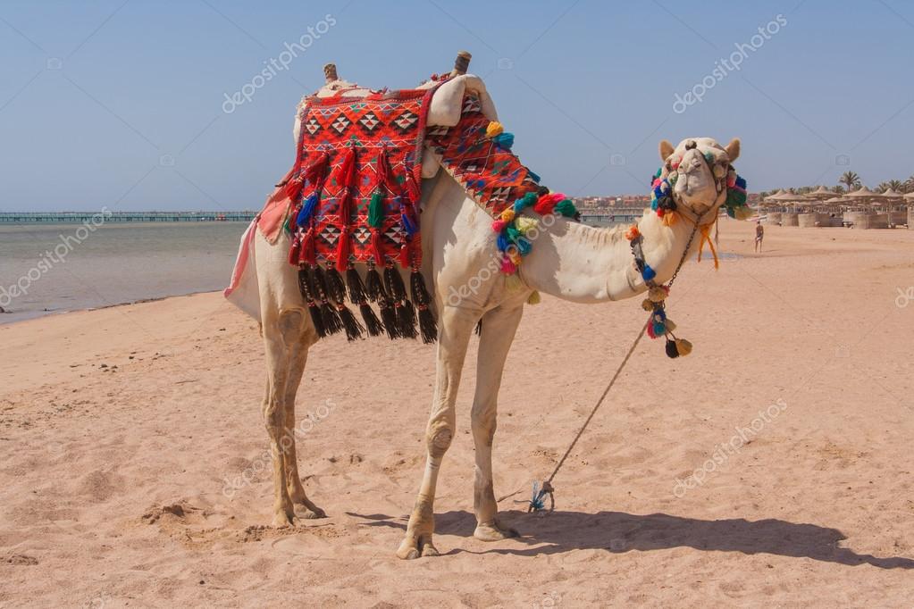 Egyptian camel on the beach. — Stock Photo © Smile19 #92732628