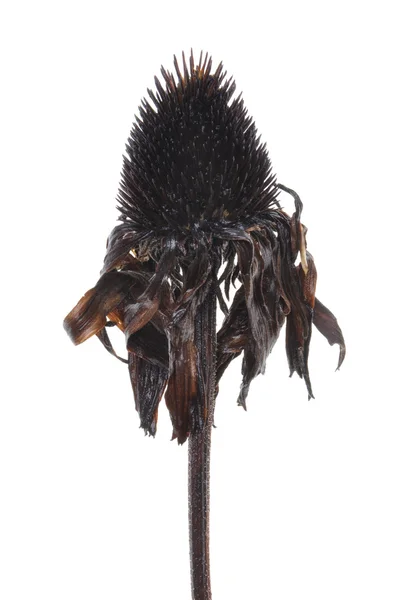 Fotos de Flor feia, Imagens de Flor feia sem royalties | Depositphotos