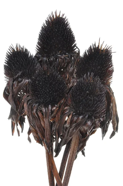 Fotos de Flor feia, Imagens de Flor feia sem royalties | Depositphotos