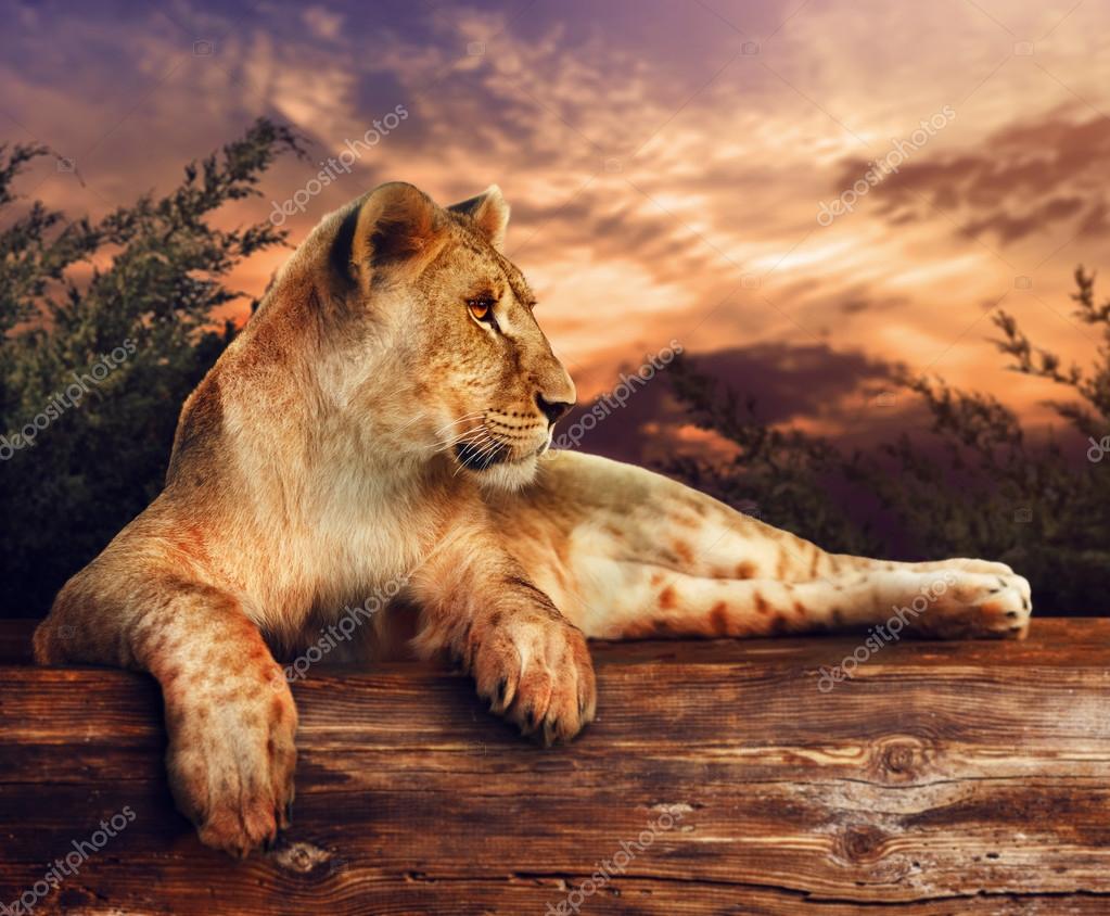 Beautiful african Lion Stock Photo by ©korovin 59982745