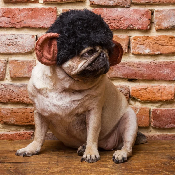 Perro pug fotos de stock, imágenes de Perro pug sin royalties ...