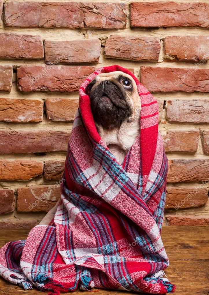 Pug Wrapped In Blanket