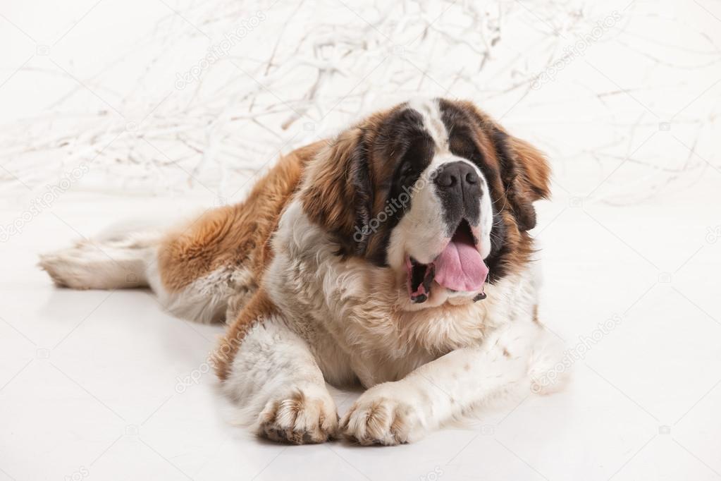 Giant St Bernard