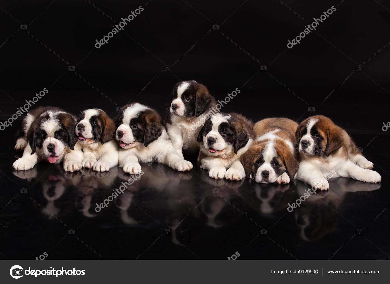 Little Bernard Puppies Black Studio Background — Stock Photo © fotoskat ...