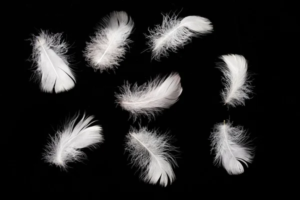 ᐈ Goose feathers stock pictures, Royalty Free goose feather photos ...
