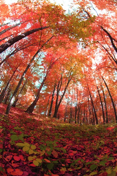 Bosque y cielo de color fotos de stock, imágenes de Bosque y cielo de ...