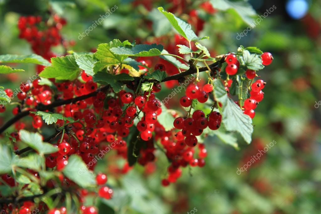 Rode Bessen Plant — Stockfoto © Jonnysek 60203557