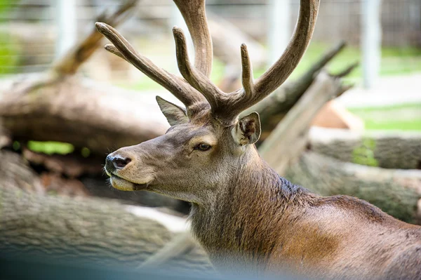 Beautiful Red Deer in National Park. — Stock Photo © M_Prusaczyk #42546755