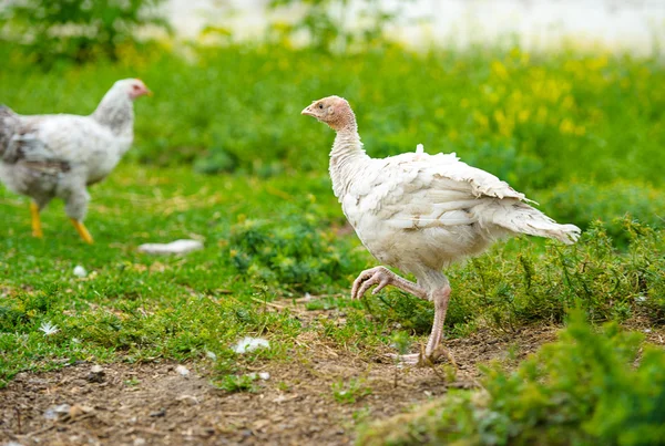 Large group of healthy turkeys in a farm for housework concept. Poultry ...
