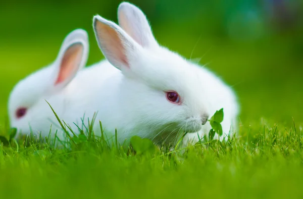 Funny baby white rabbit eating clover in grass — Stock Photo © yulia ...