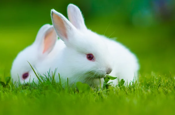Funny baby white rabbit eating clover in grass — Stock Photo © yulia ...