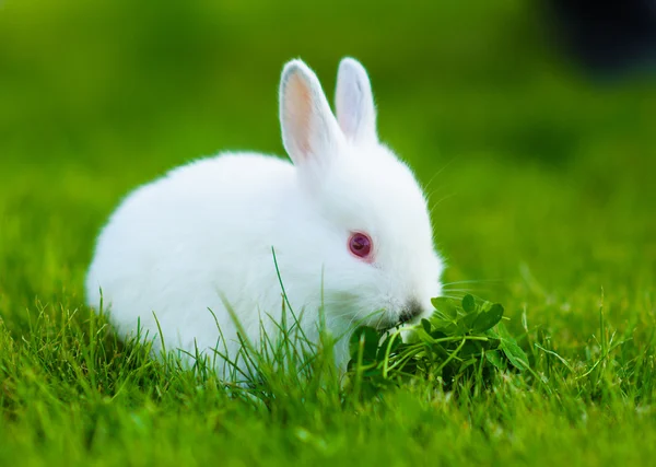 Funny baby white rabbit eating clover in grass — Stock Photo © yulia ...