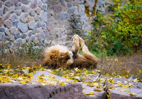 Lion play Stock Photos, Royalty Free Lion play Images | Depositphotos