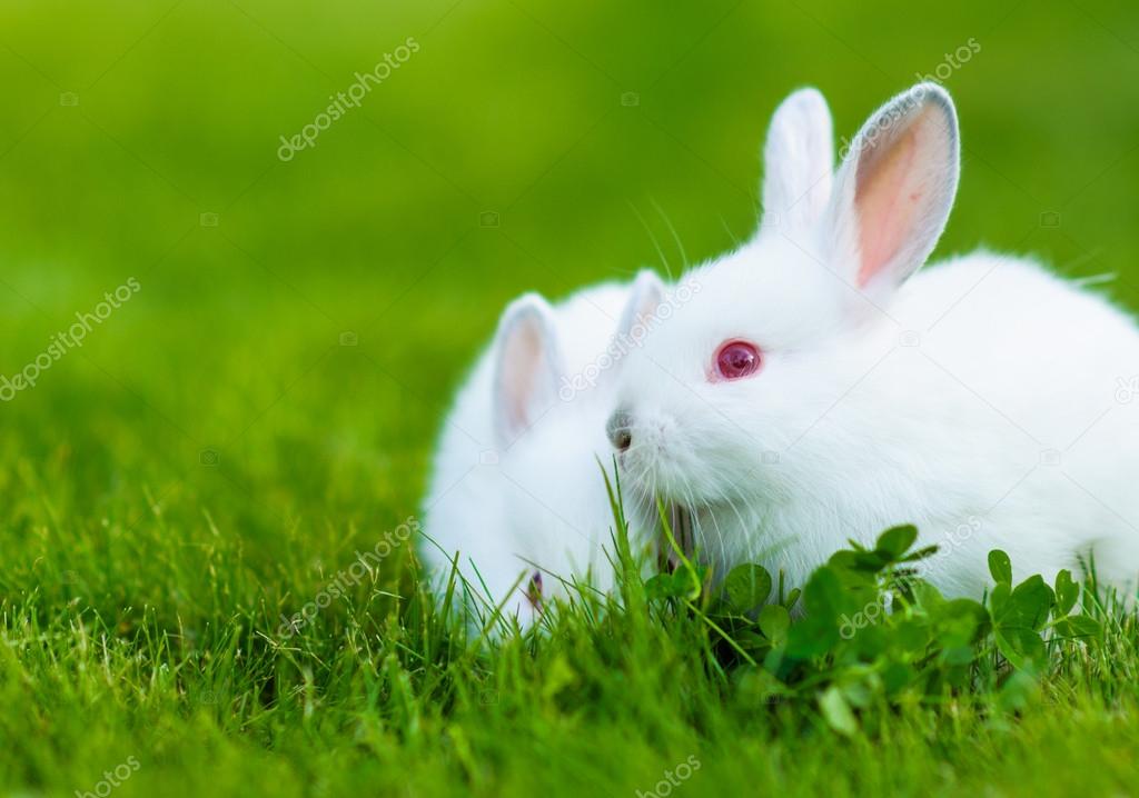 Funny baby white rabbit — Stock Photo © yulia-zl18 #56548713