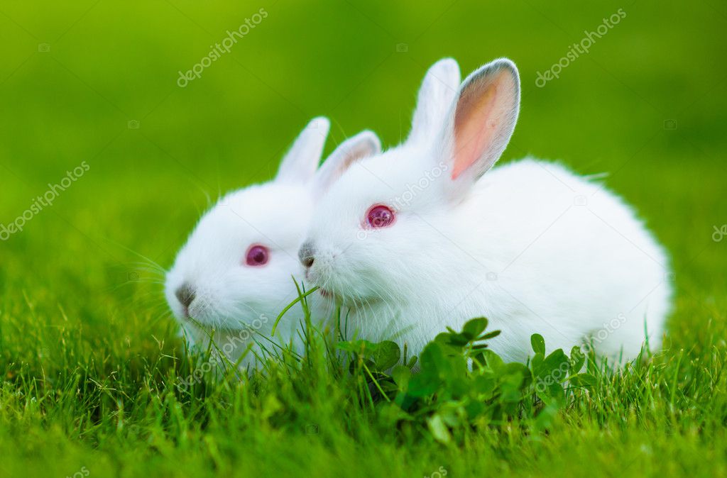 Baby White Rabbit Pictures