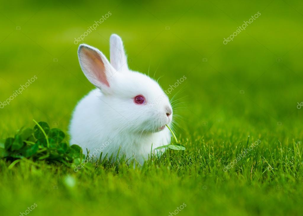 Conejo blanco simpático bebé comer trébol en pasto — Foto de stock ...