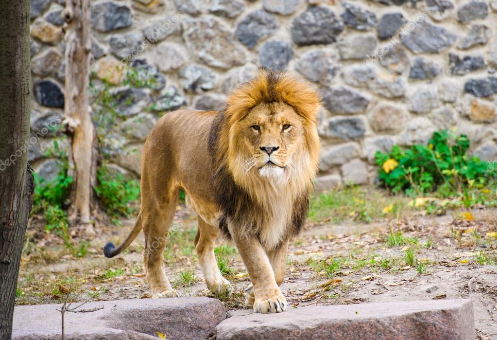 African big Lion Stock Photo by ©yulia-zl18 56549409