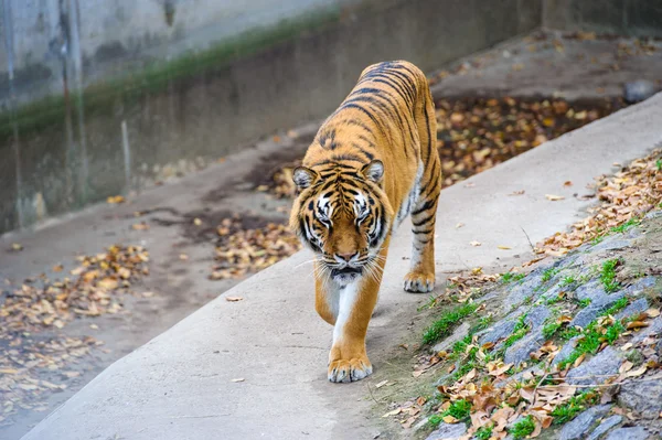 Tiger walk Stock Photos, Royalty Free Tiger walk Images | Depositphotos