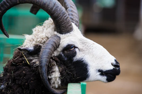 Jacob ram Pictures, Jacob ram Stock Photos & Images | Depositphotos®