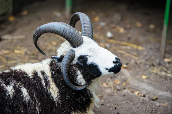 Jacob ram Pictures, Jacob ram Stock Photos & Images | Depositphotos®