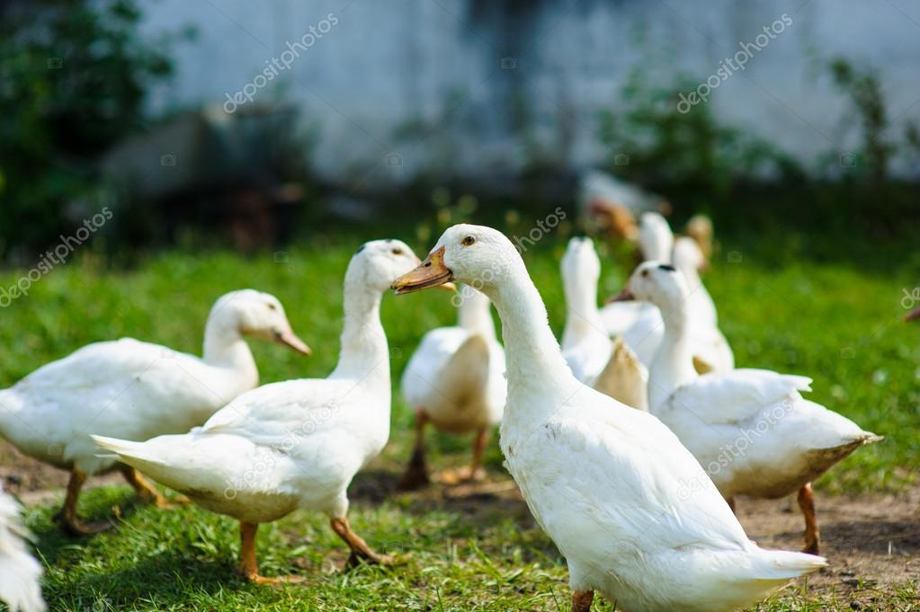 Pato en una granja — Foto de stock © yulia-zl18 #56557731