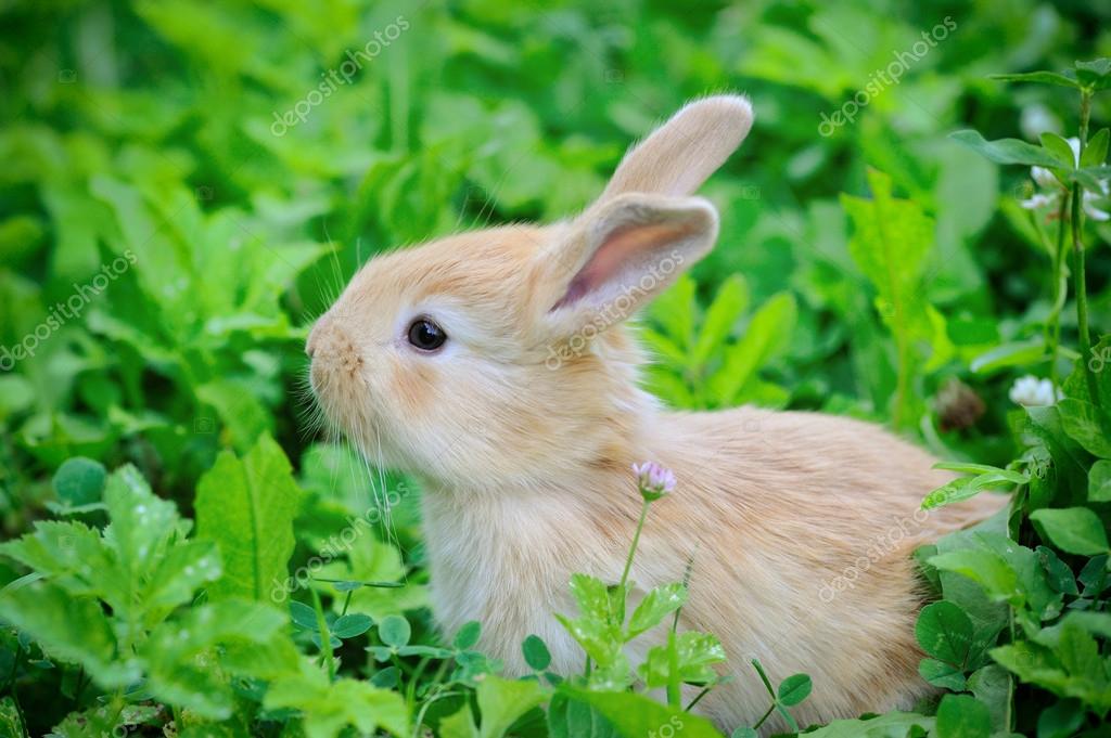 Baby rabbit in grass Stock Photo by ©NataliiaMelnyc 53802435