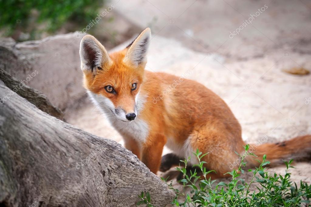 Red Fox Cub — Stock Photo © NataliiaMelnyc #53962321