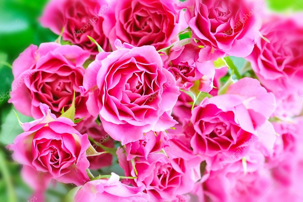 Fondo romántico con rosas rosadas: fotografía de stock © NataliiaMelnyc ...