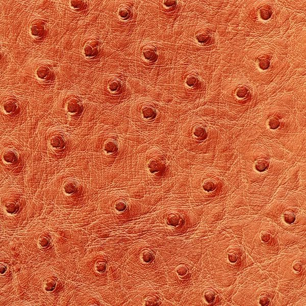 Ostrich leather Stock Photos, Royalty Free Ostrich leather Images ...