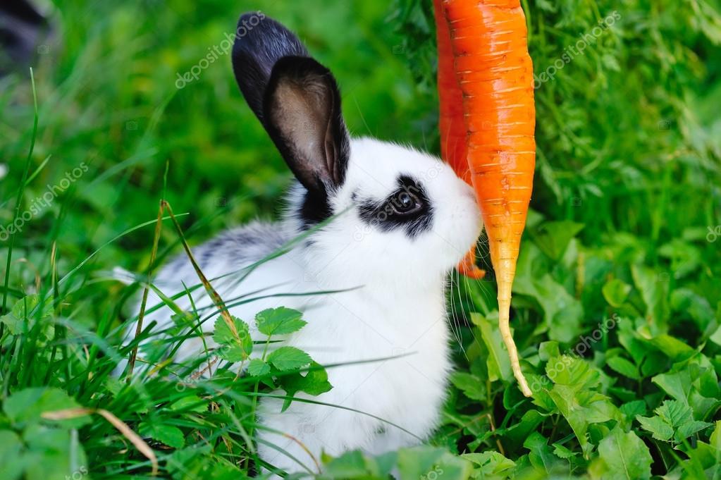 Funny baby white rabbit with a carrot in grass — Stock Photo ...