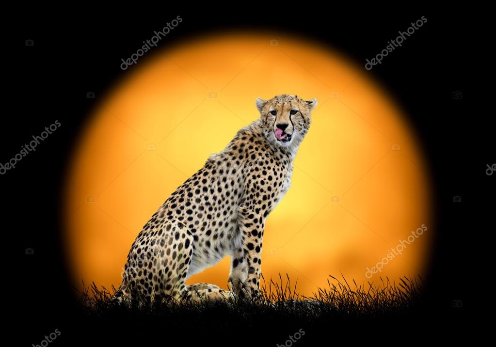 Cheetah In Sunset Exclusive