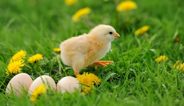 Imágenes de Pollito amarillo libres de derechos | Depositphotos