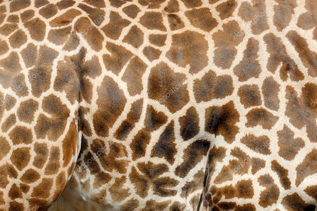 Real Giraffe Print