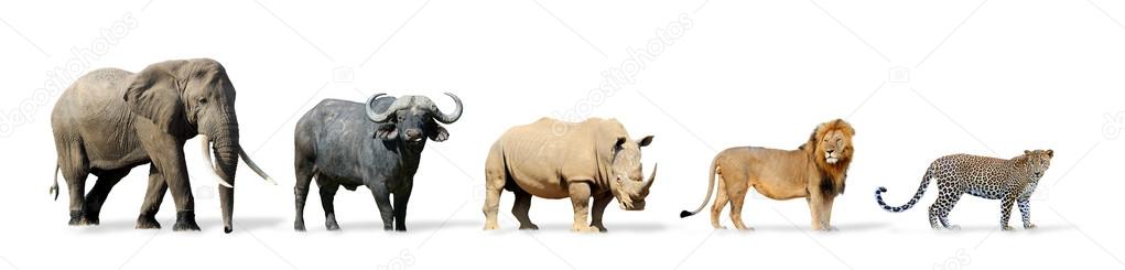 Big five background Stock Photos, Royalty Free Big five background ...