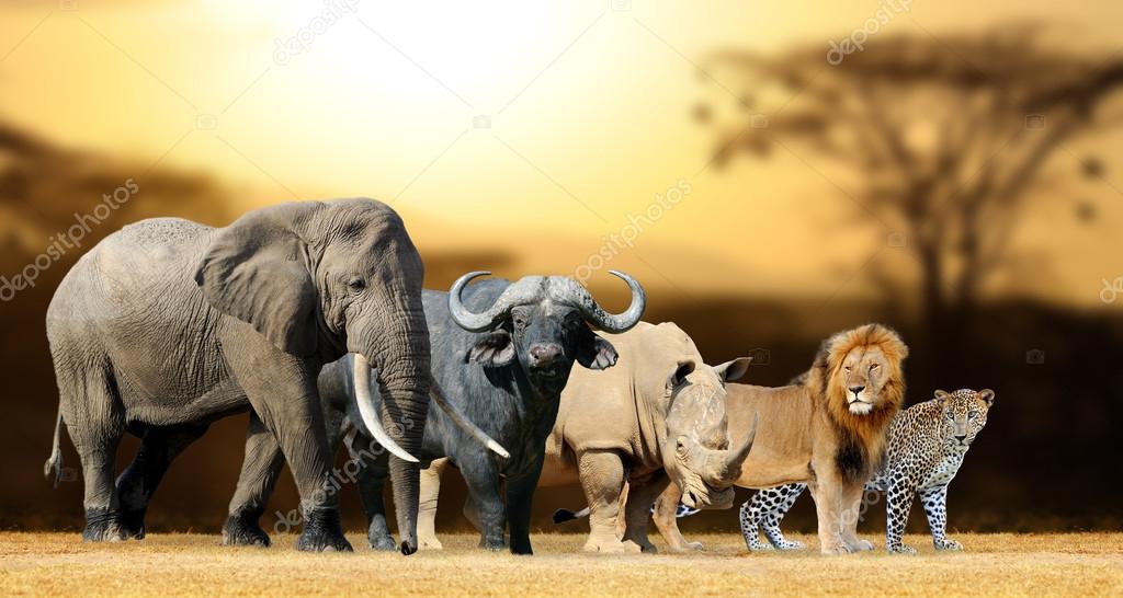 Big five game Stock Photo by ©VolodymyrBur 113207368