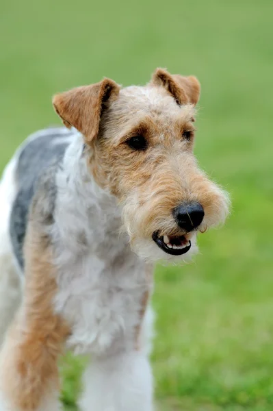 Erdel terrier Stock Photos, Royalty Free Erdel terrier Images ...