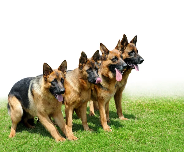 German shepherd group Stock Photos, Royalty Free German shepherd group ...