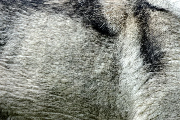 Closeup Real Wolf Skin Texture Wolf Fur Background Texture Image Stock ...
