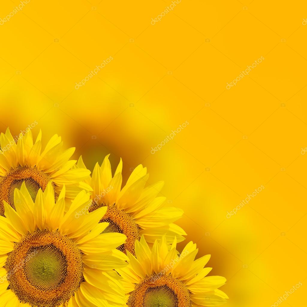 Yellow sunflower background Stock Photo by ©VolodymyrBur 117718002