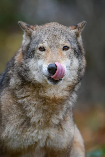 Hyper carnivore Stock Photos, Royalty Free Hyper carnivore Images ...