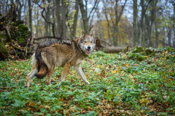 Wolf in forest Stock Photos, Royalty Free Wolf in forest Images ...