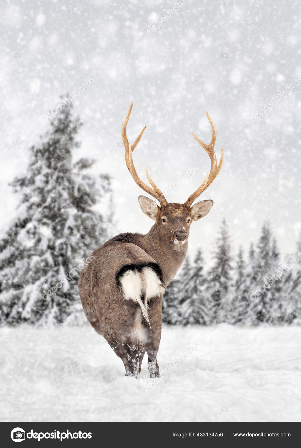 Winter Deer Backgrounds