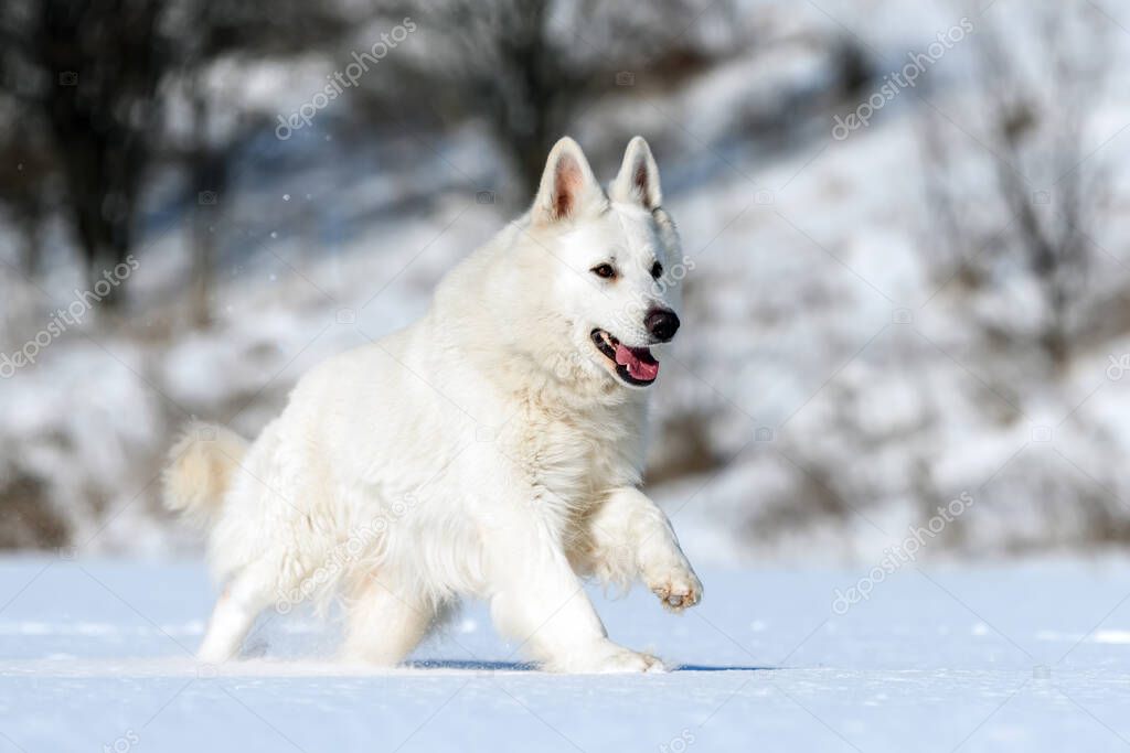 Perro pastor suizo blanco corriendo sobre nieve en invierno 2023