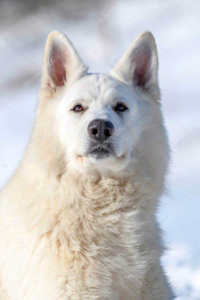 Retrato de perro pastor suizo blanco corriendo sobre la nieve en ...